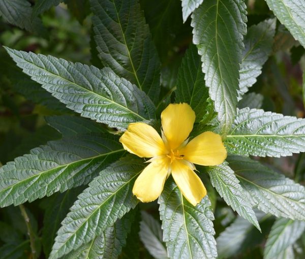 Deep Gut Tension, Energy Blocks in the Core - Herbs for Release ...