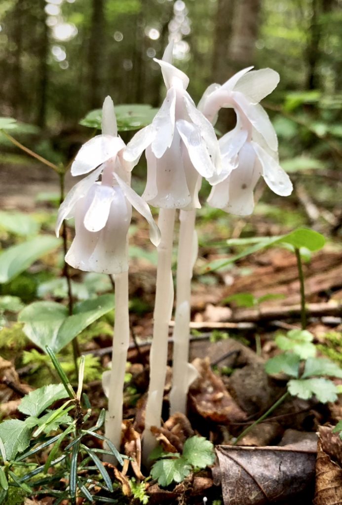 Absolutely Stunning - Fruiting Ghost Pipes - Monotropa Uniflora ...