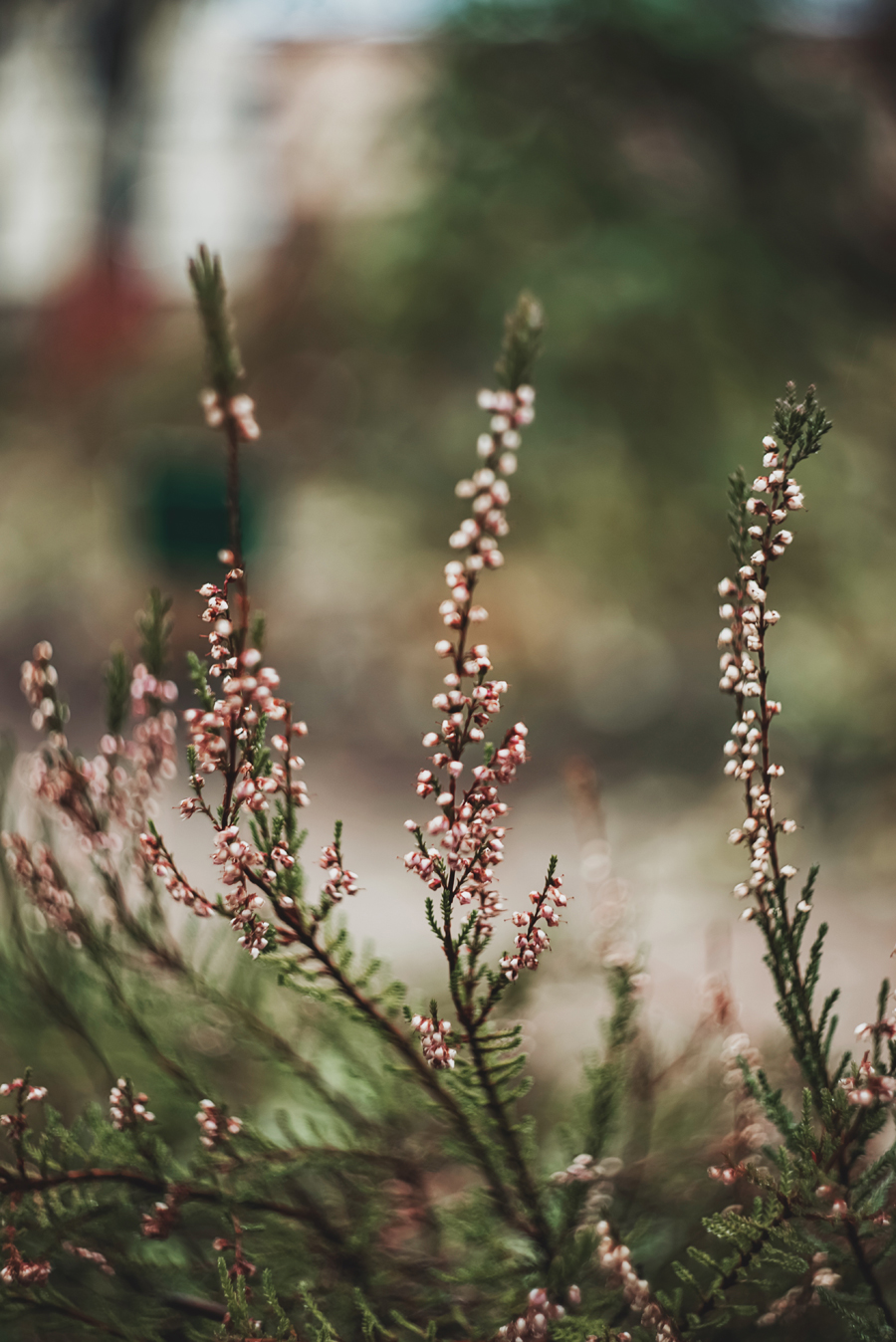Soul Memory & Beautiful pictures of Heather - Avnayt & Waltham Healing ...