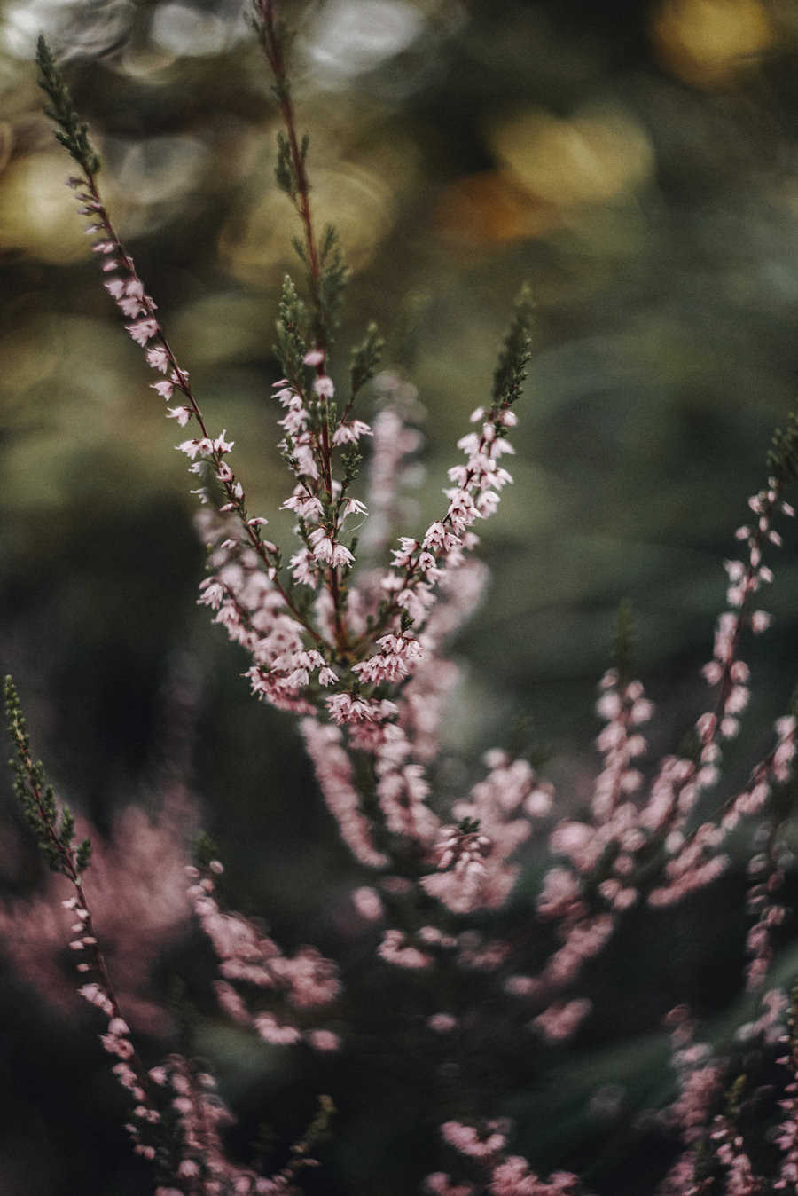 Soul Memory & Beautiful pictures of Heather - Avnayt & Waltham Healing ...